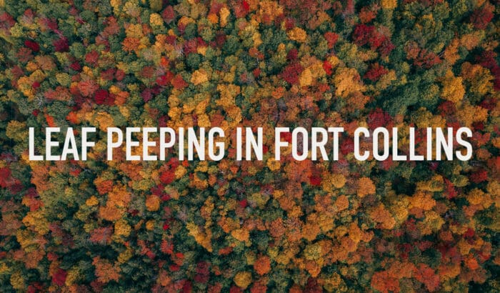 Leaf Peeping Spots in Fort Collins | Bloom Blog